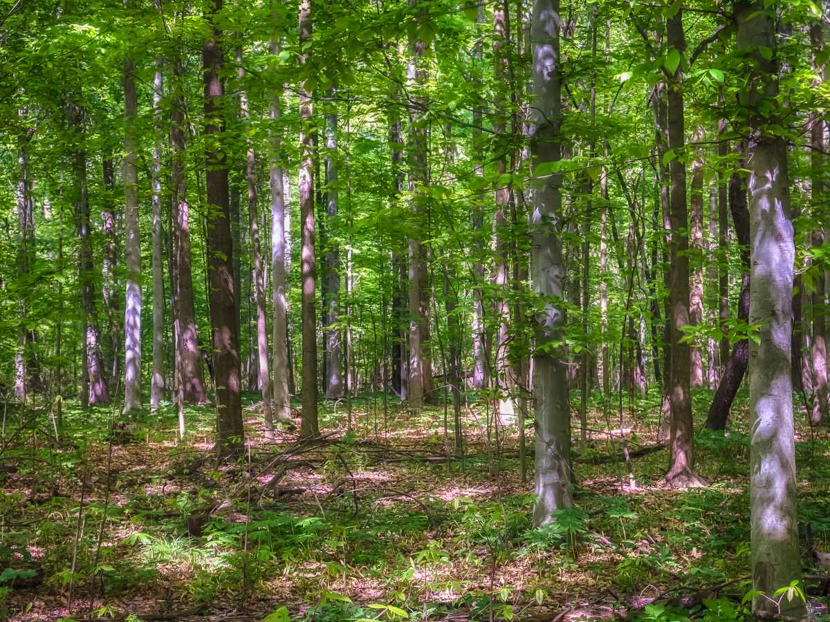 8 Free Indiana Hikes for Your Next Adventure - ILPA