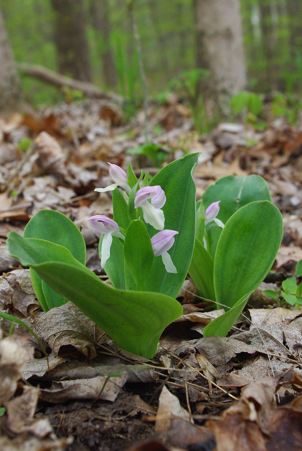 8 Free Hikes for Your Next Indiana Adventure - ILPA