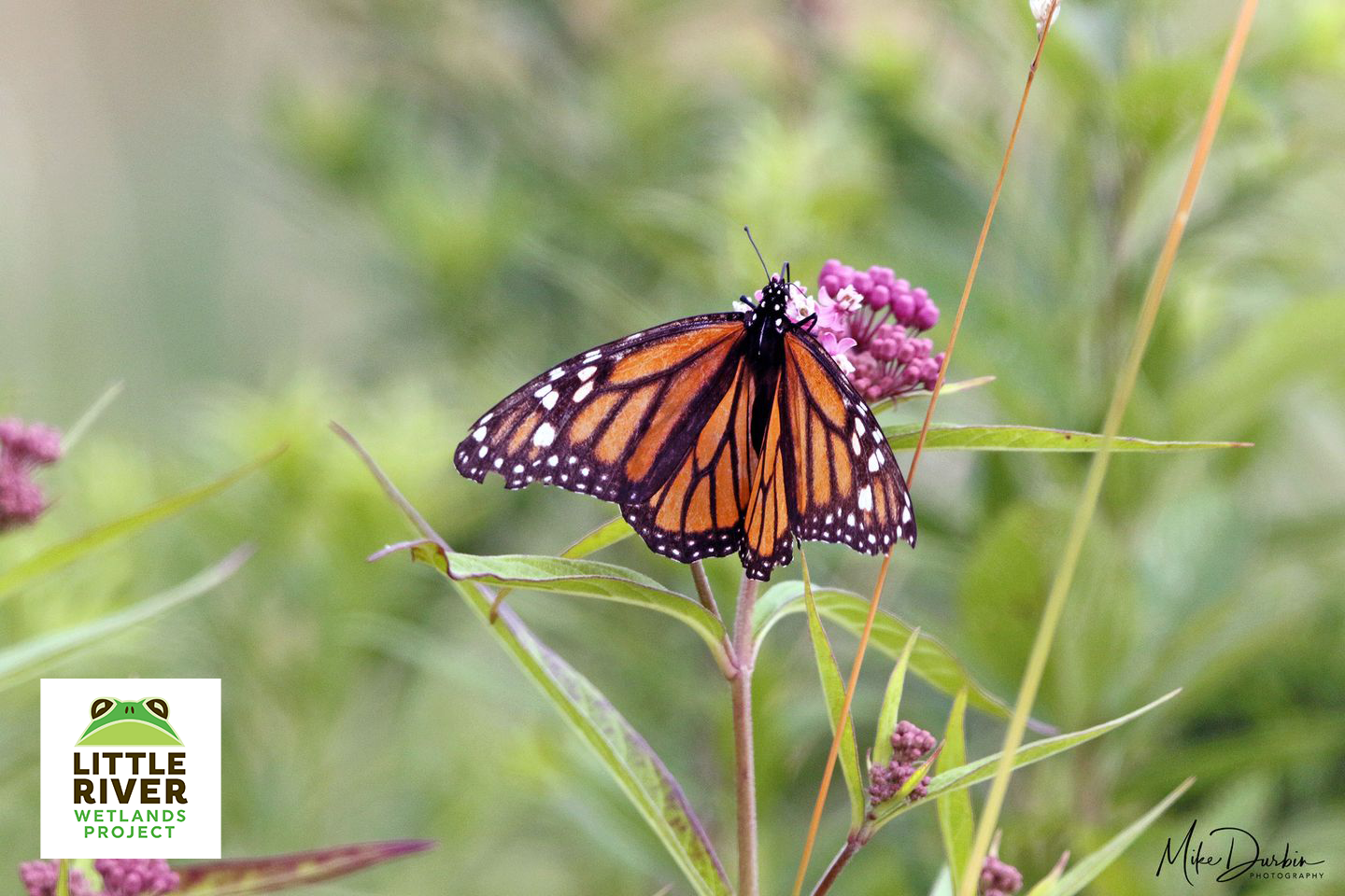 13 Top Indiana Hikes to Enjoy This Summer - ILPA