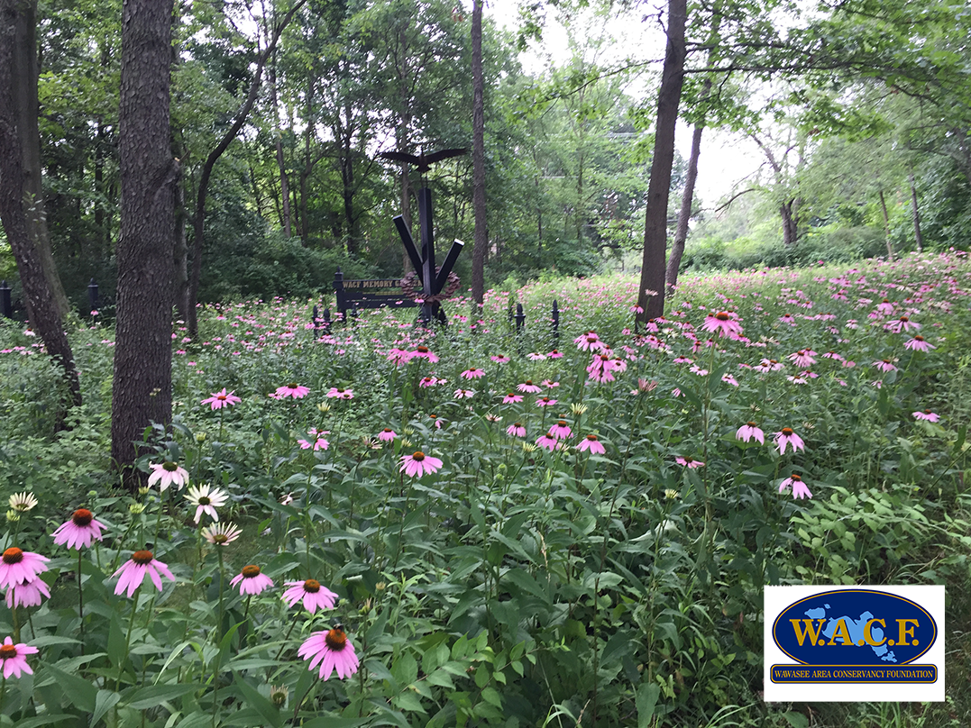 13 Top Indiana Hikes to Enjoy This Summer - ILPA