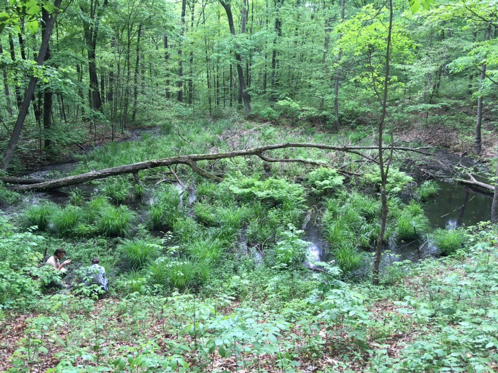 Protecting Land, Forever - ILPA