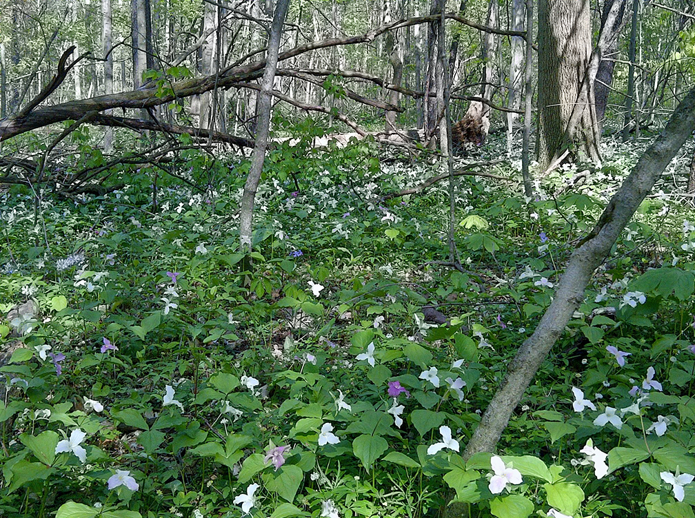 Land Protection: Conservation Easements Add Options - ILPA