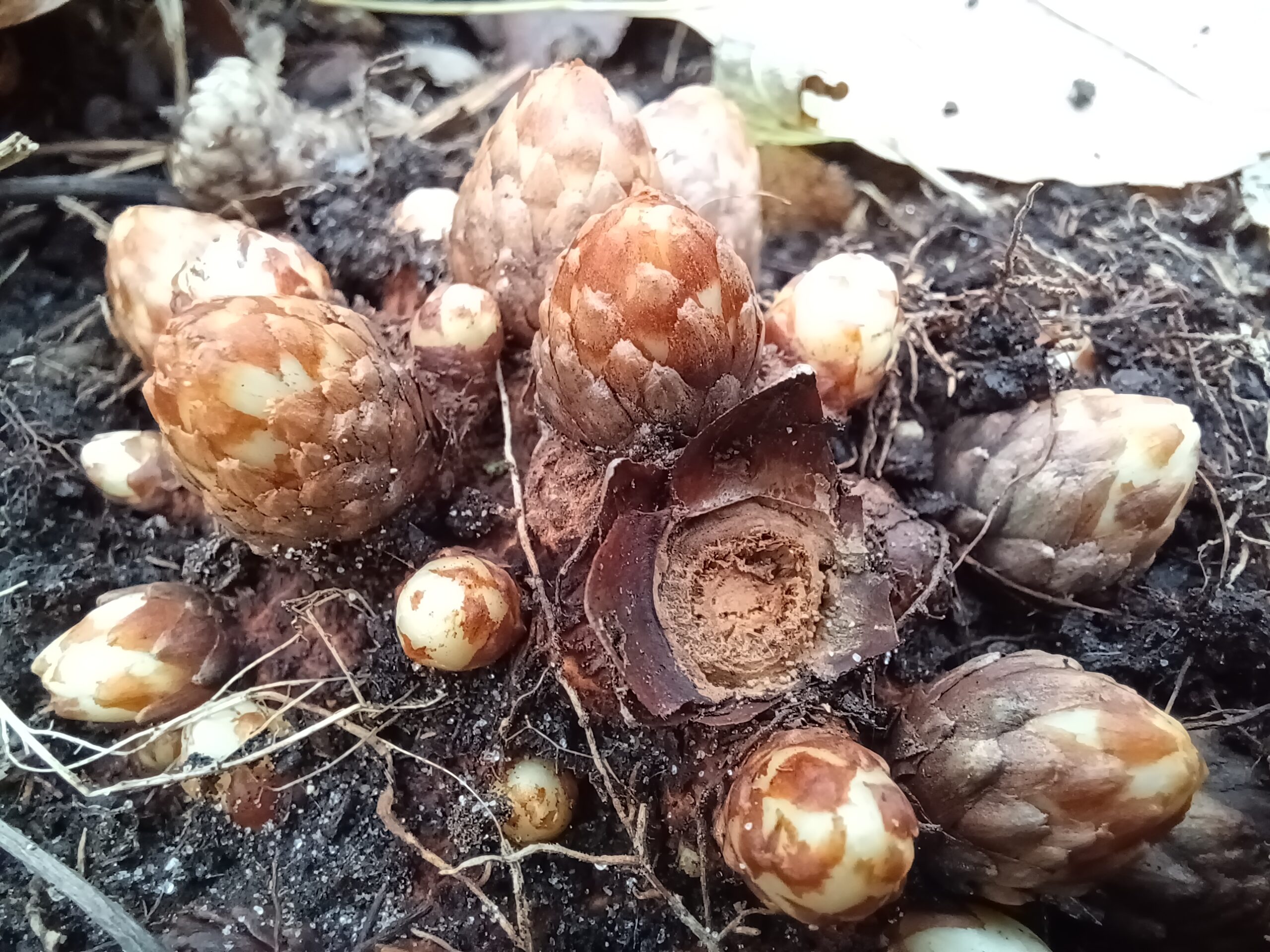 Connecting Communities: Trail Work Expands to Restore Habitat - ILPA